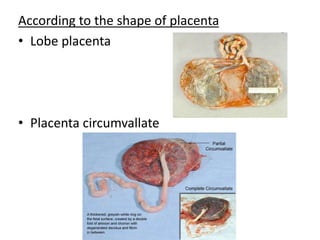 Development of Placenta.pptx