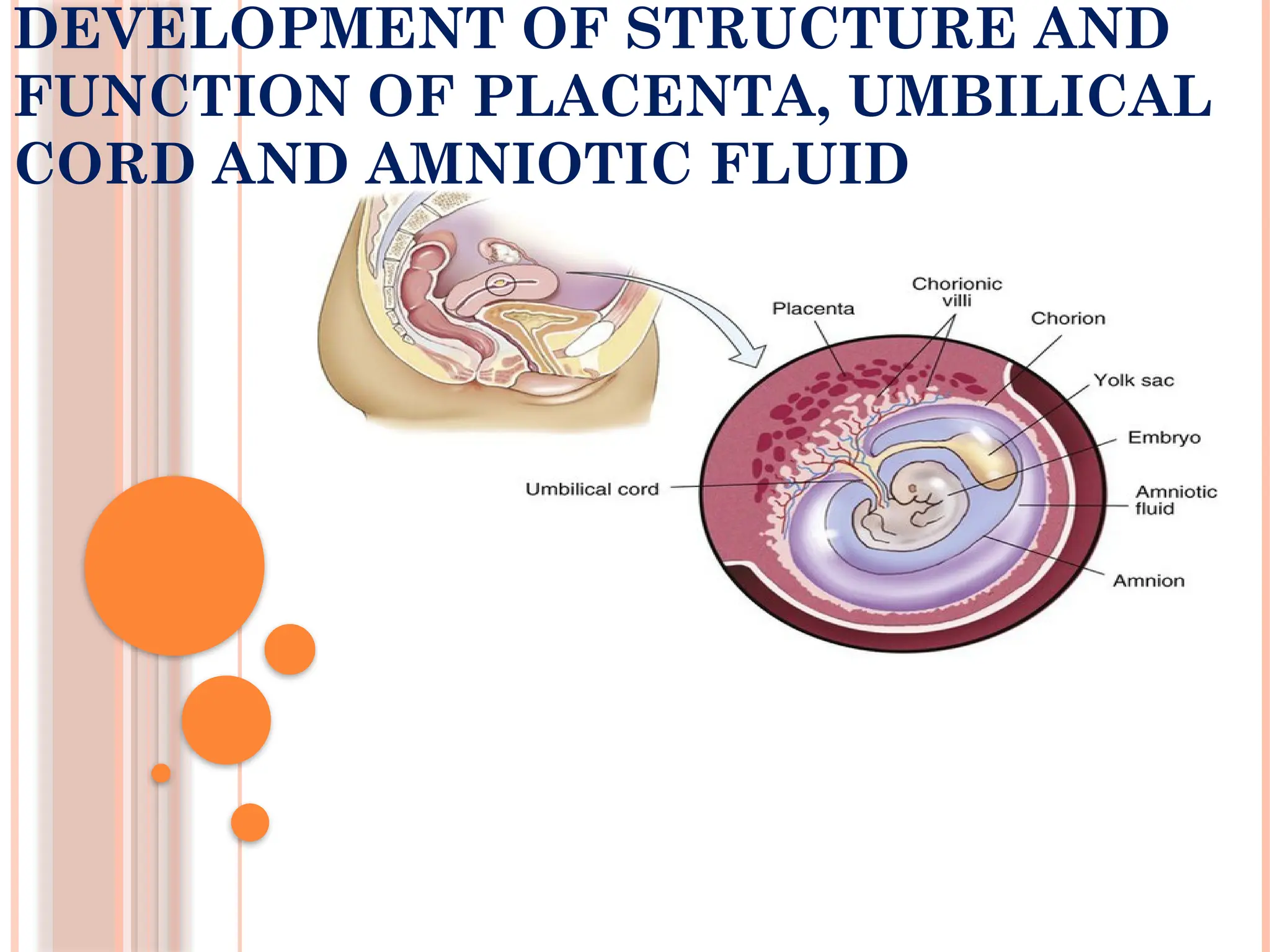 development of placenta and aminiotc fluid function.pptx