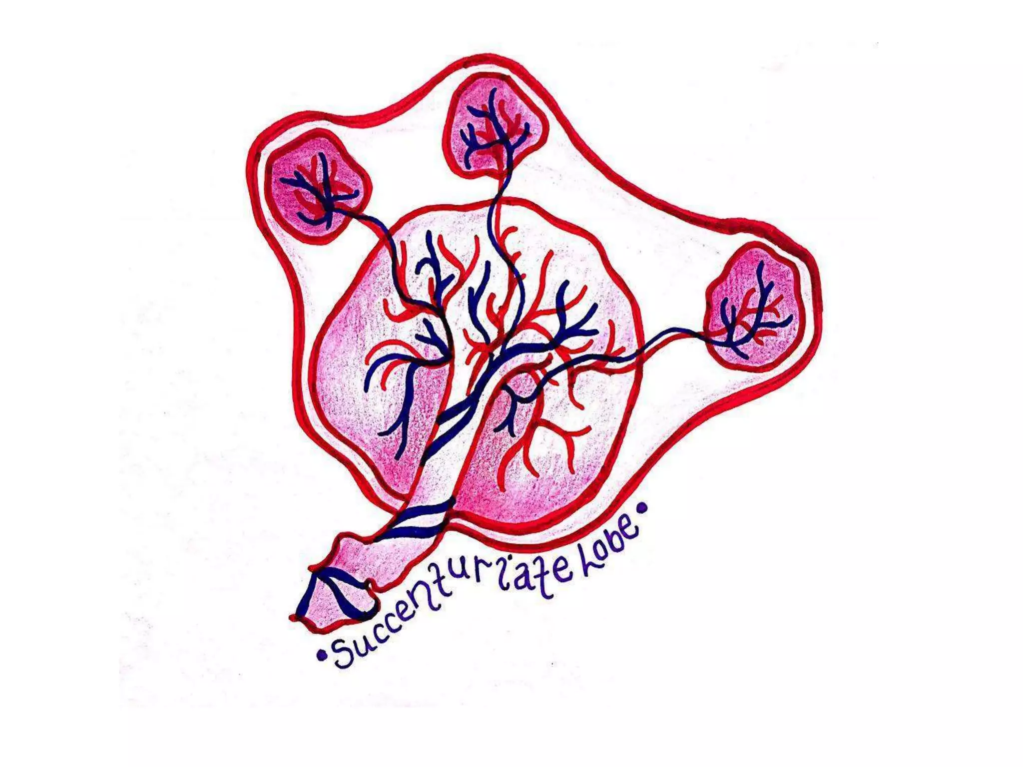 DEVELOPMENT OF PLACENTA AND FETUS.pptx