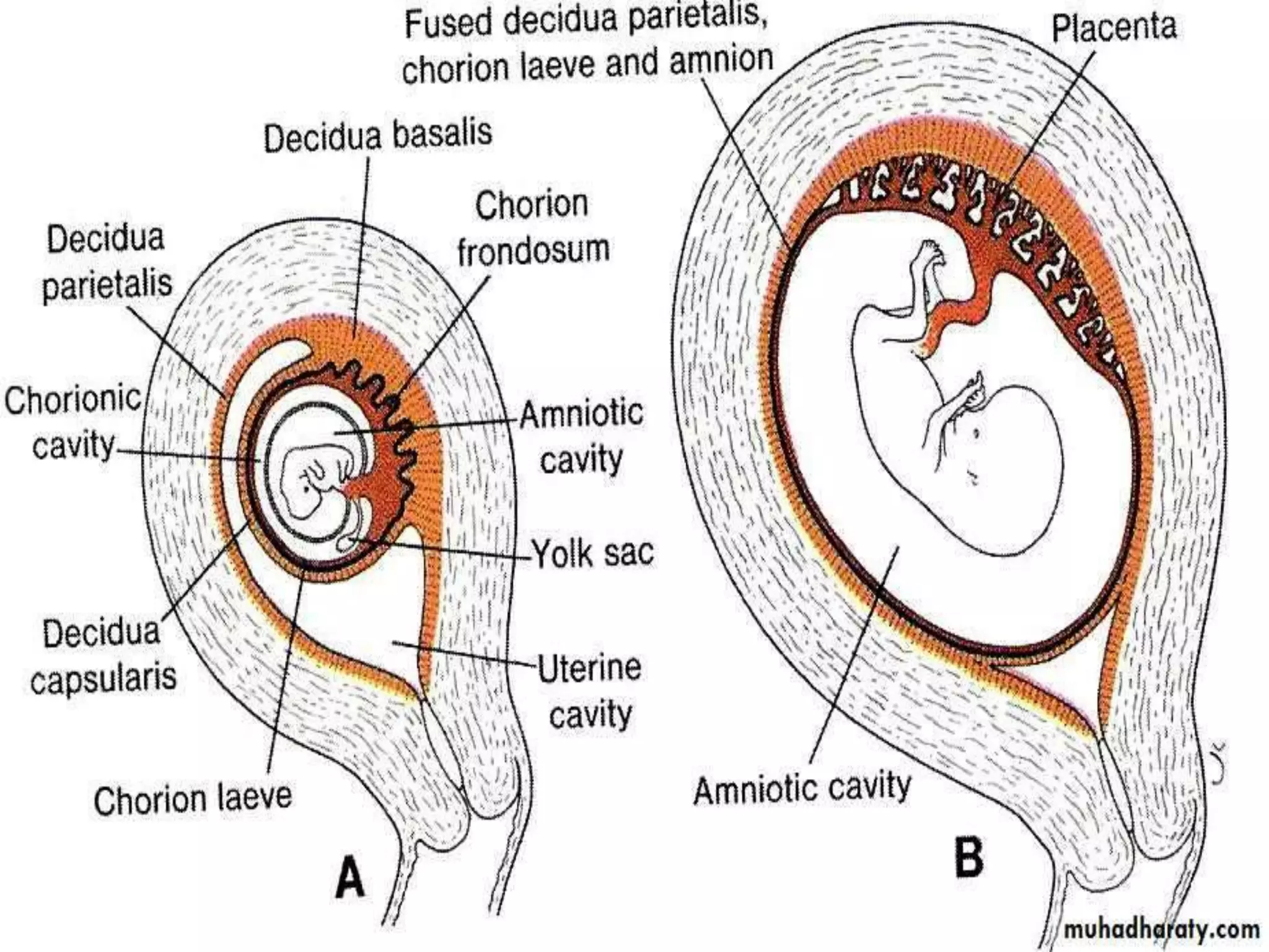 DEVELOPMENT OF PLACENTA AND FETUS.pptx