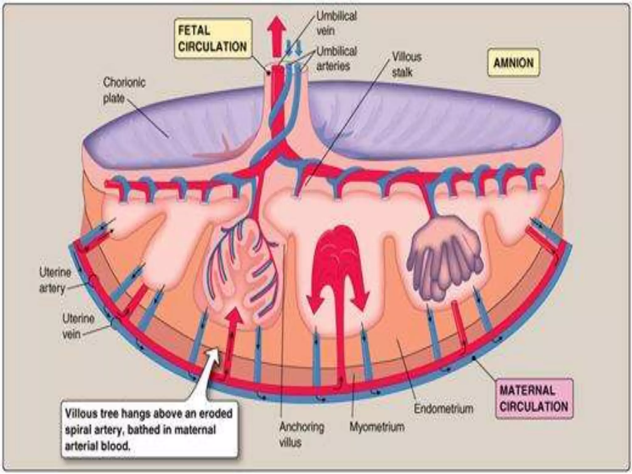 DEVELOPMENT OF PLACENTA AND FETUS.pptx