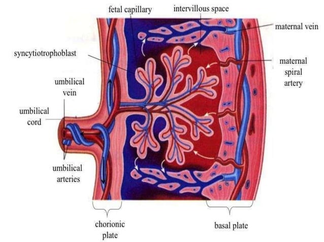 DEVELOPMENT OF PLACENTA AND FETUS.pptx