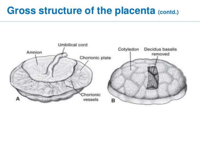 DEVELOPMENT OF PLACENTA AND FETUS.pptx