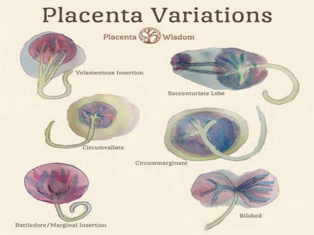 DEVELOPMENT OF PLACENTA AND FETUS.pptx
