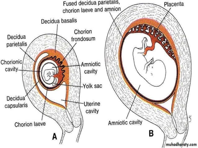 DEVELOPMENT OF PLACENTA AND FETUS.pptx