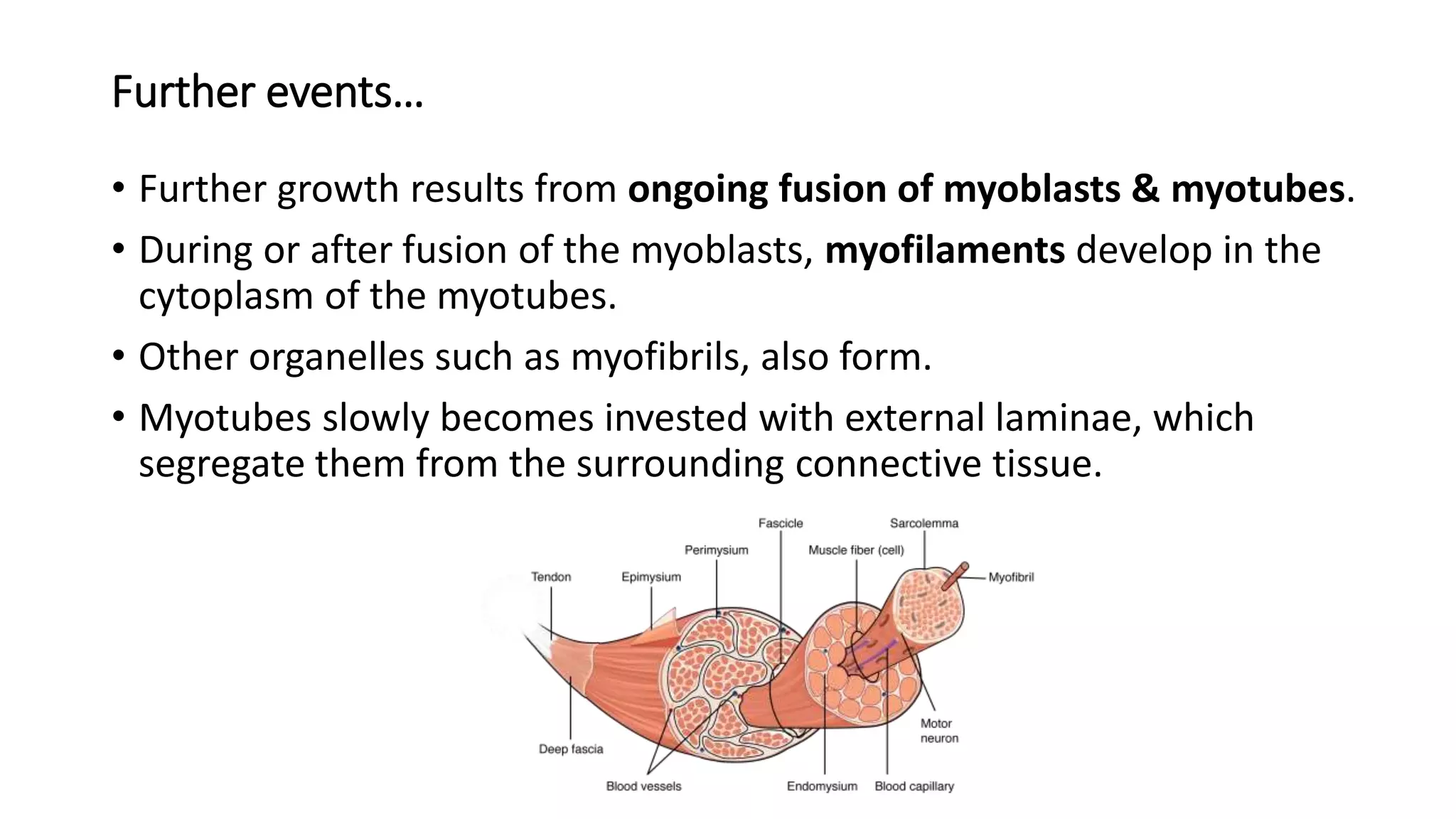 DEVELOPMENT OF PORTAL VEIN,ABDOMINAL WALL AND FETAL CIRCULATION.pptx