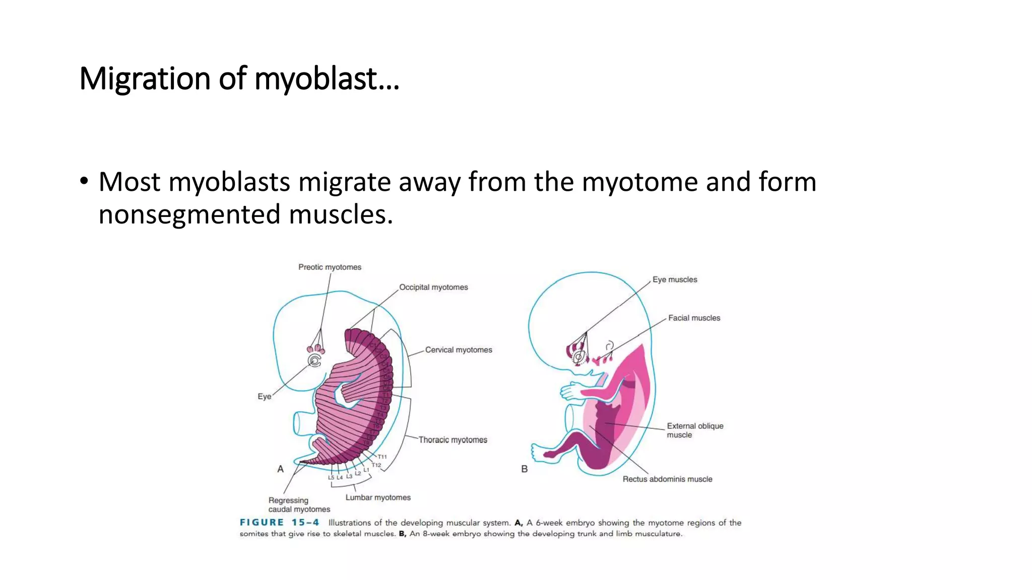DEVELOPMENT OF PORTAL VEIN,ABDOMINAL WALL AND FETAL CIRCULATION.pptx
