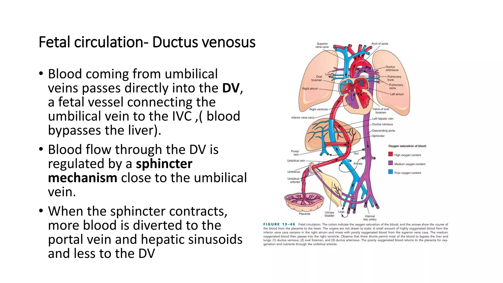 DEVELOPMENT OF PORTAL VEIN,ABDOMINAL WALL AND FETAL CIRCULATION.pptx