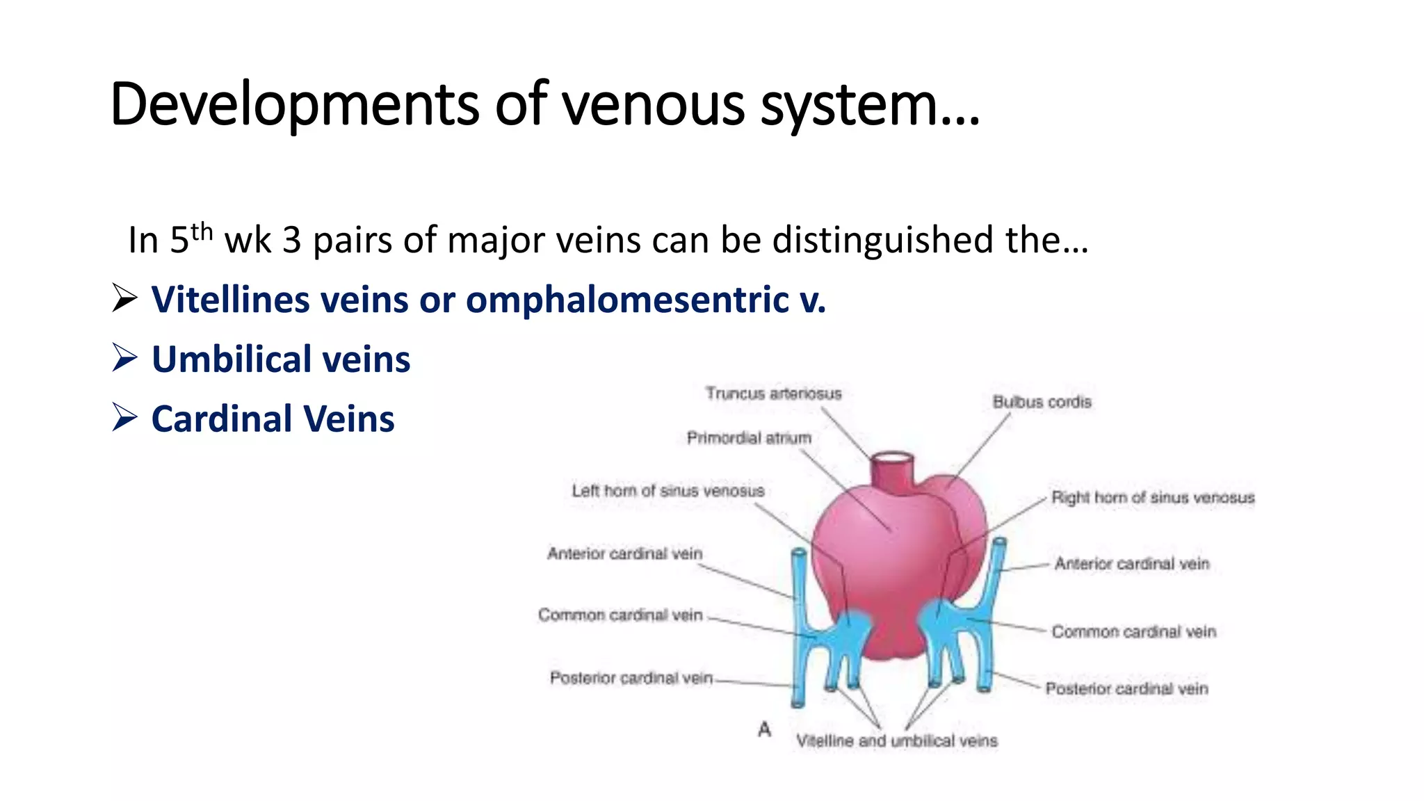 DEVELOPMENT OF PORTAL VEIN,ABDOMINAL WALL AND FETAL CIRCULATION.pptx
