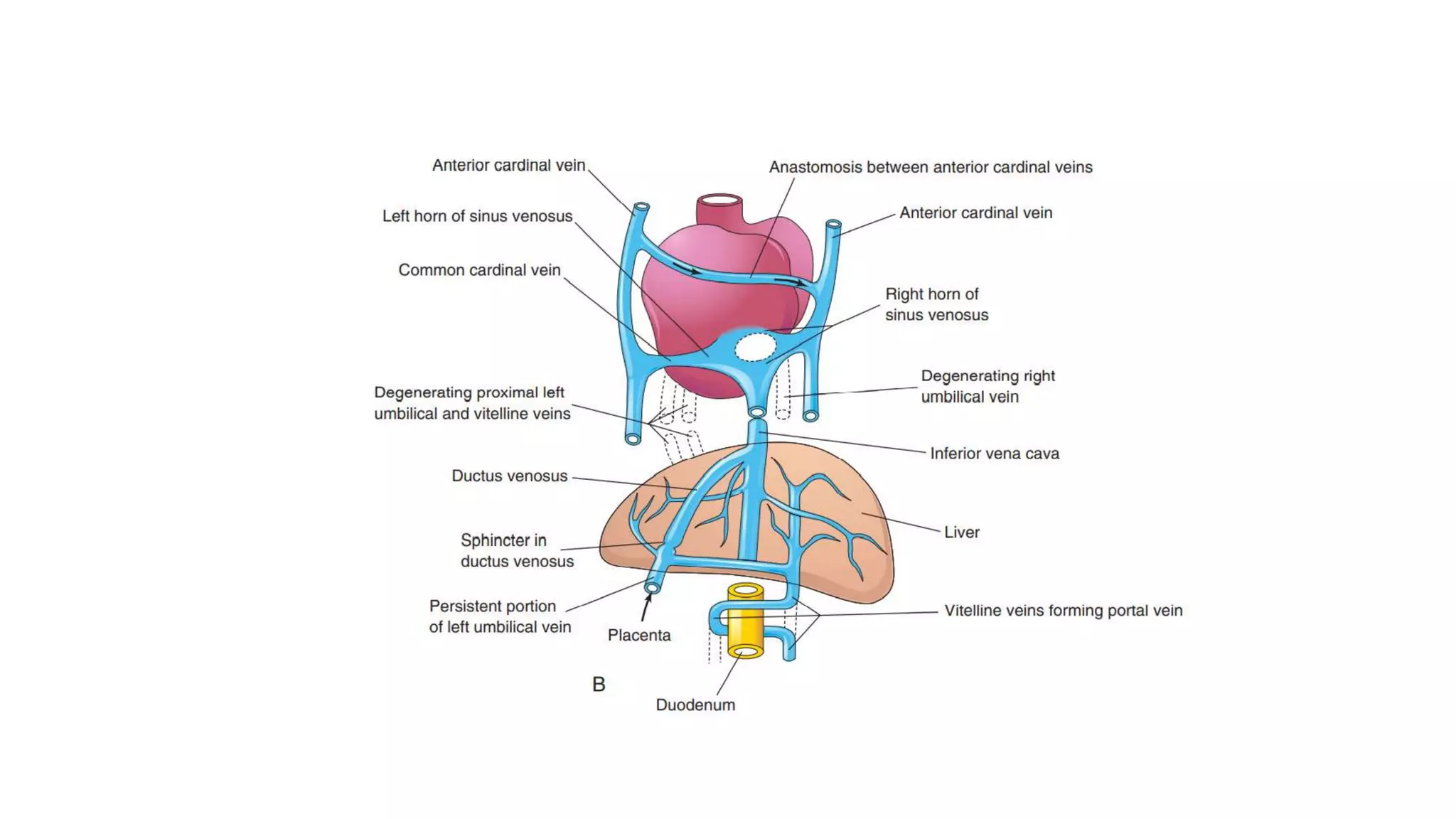 DEVELOPMENT OF PORTAL VEIN,ABDOMINAL WALL AND FETAL CIRCULATION.pptx