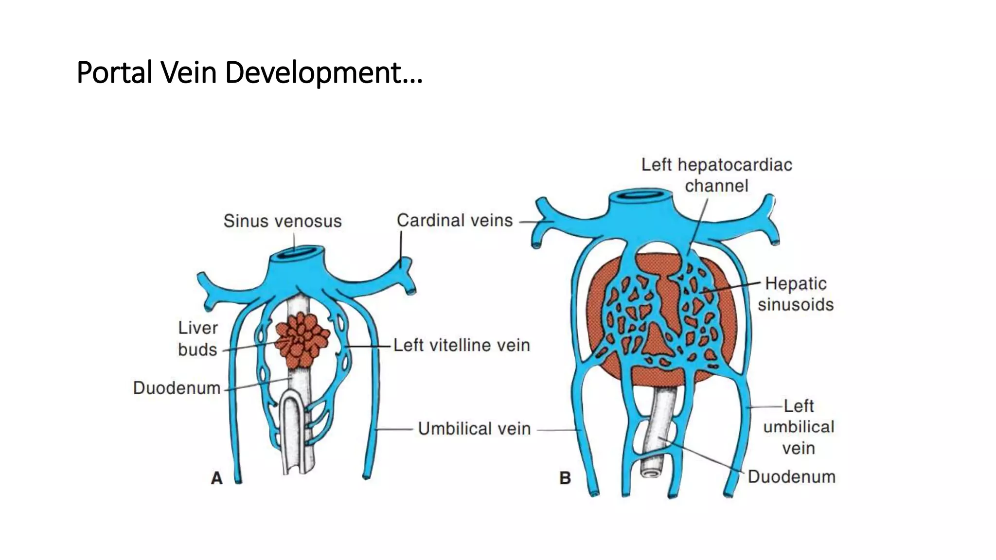 DEVELOPMENT OF PORTAL VEIN,ABDOMINAL WALL AND FETAL CIRCULATION.pptx