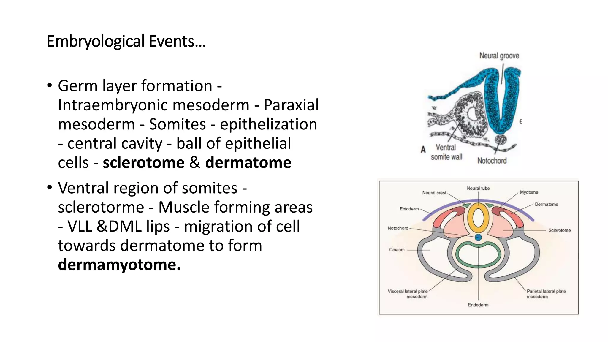 DEVELOPMENT OF PORTAL VEIN,ABDOMINAL WALL AND FETAL CIRCULATION.pptx