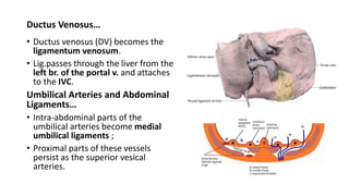 DEVELOPMENT OF PORTAL VEIN,ABDOMINAL WALL AND FETAL CIRCULATION.pptx