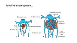 DEVELOPMENT OF PORTAL VEIN,ABDOMINAL WALL AND FETAL CIRCULATION.pptx
