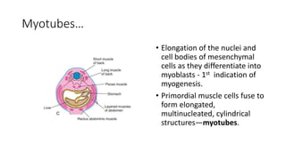 DEVELOPMENT OF PORTAL VEIN,ABDOMINAL WALL AND FETAL CIRCULATION.pptx