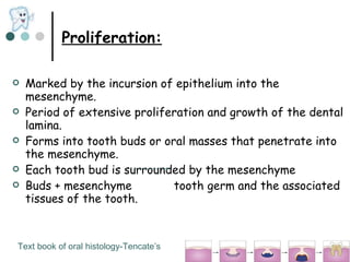 Development of primary and secondary dentition | PPT