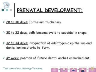 Development of primary and secondary dentition | PPT