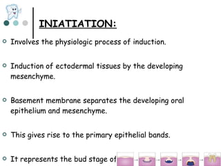 Development of primary and secondary dentition | PPT