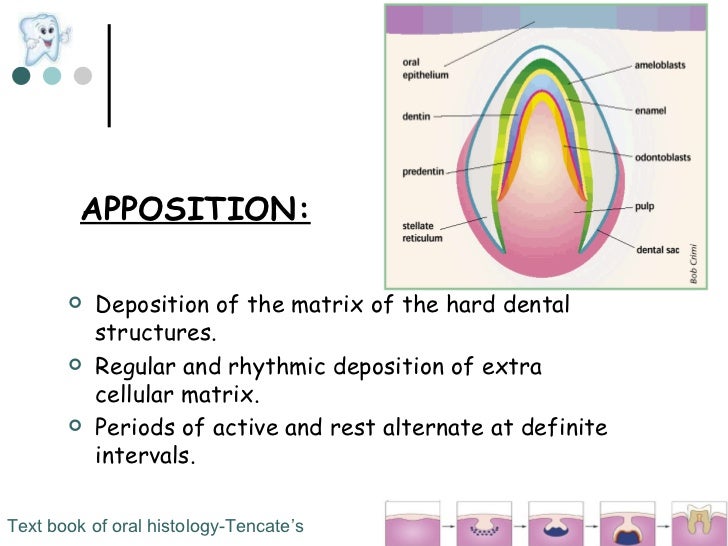 Development of primary and secondary dentition