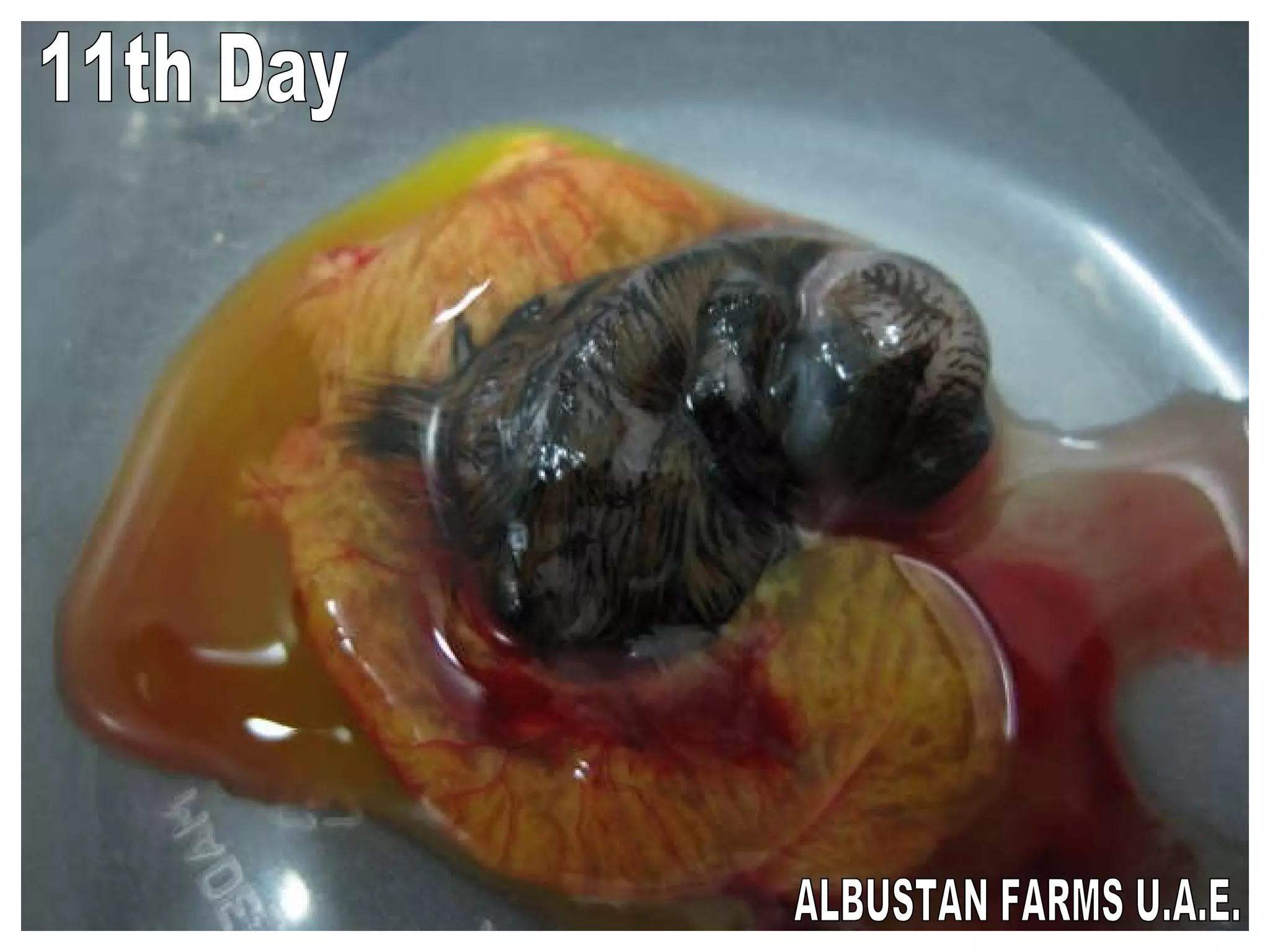 Development of quail embryo | PPT