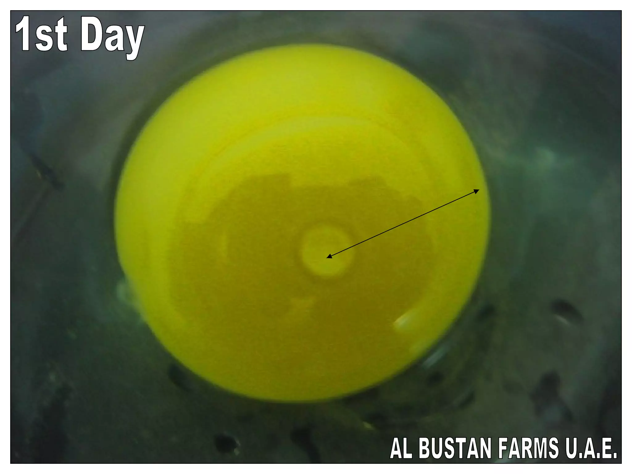 Development of quail embryo | PPT