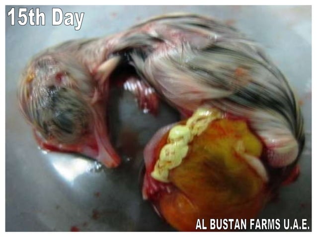Development of quail embryo | PPT