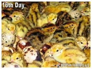 Development of quail embryo | PPT