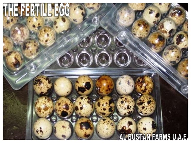 Development of quail embryo | PPT