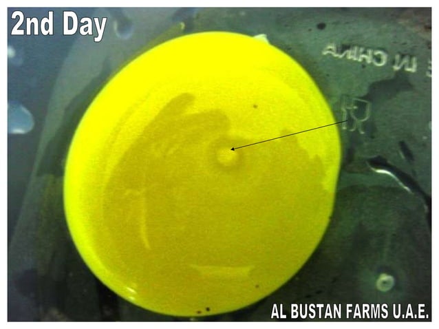Development of quail embryo | PPT