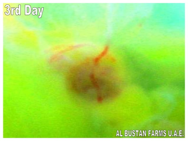 Development of quail embryo | PPT