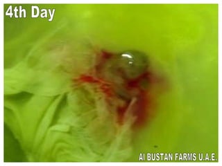 Development of quail embryo | PPT