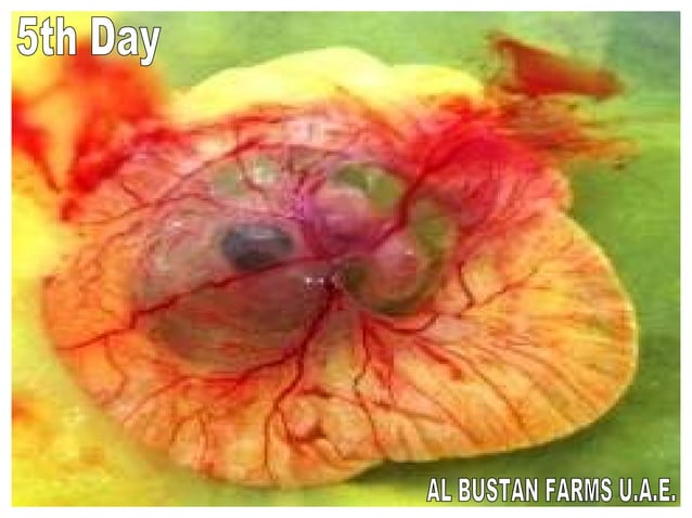 Development of quail embryo | PPT
