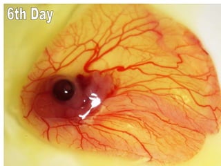 Development of quail embryo | PPT