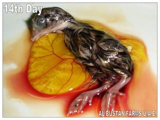Development of quail embryo | PPT
