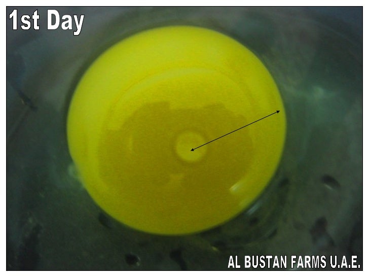 Development of quail embryo