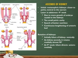 Development of renal system- PPP.pptx anatomy | PPTX