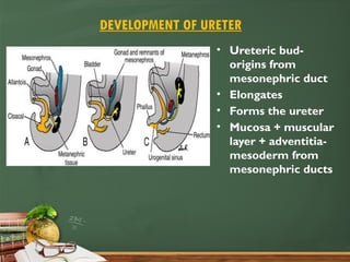 Development of renal system- PPP.pptx anatomy | PPTX