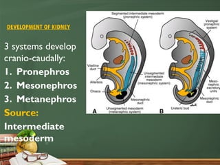 Development of renal system- PPP.pptx anatomy | PPTX