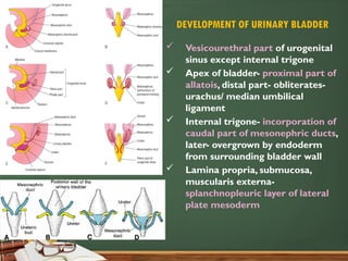 Development of renal system- PPP.pptx anatomy | PPTX