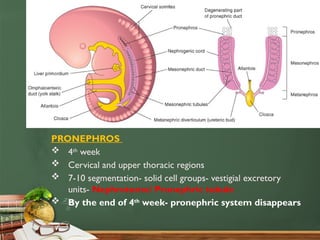 Development of renal system- PPP.pptx anatomy | PPTX