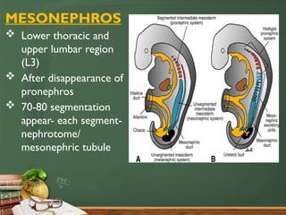Development of renal system- PPP.pptx anatomy | PPTX