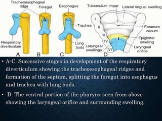 Development of repiratory system By Adhish Gautam | PPTX