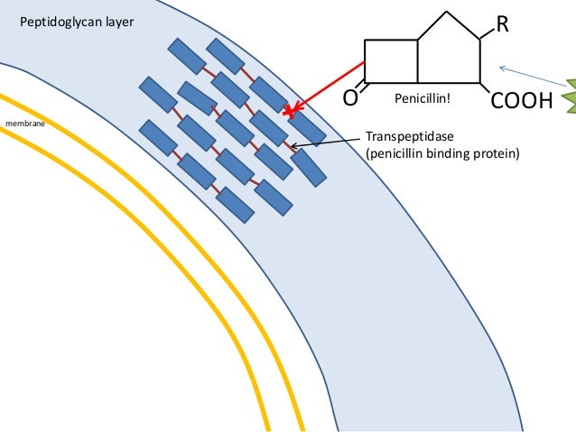 membrane Peptidoglycan layer O COOH