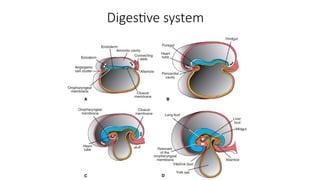 Development of Respiratory and Digestive system.pptx