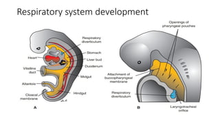 Development of Respiratory and Digestive system.pptx