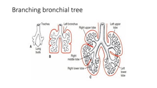 Development of Respiratory and Digestive system.pptx