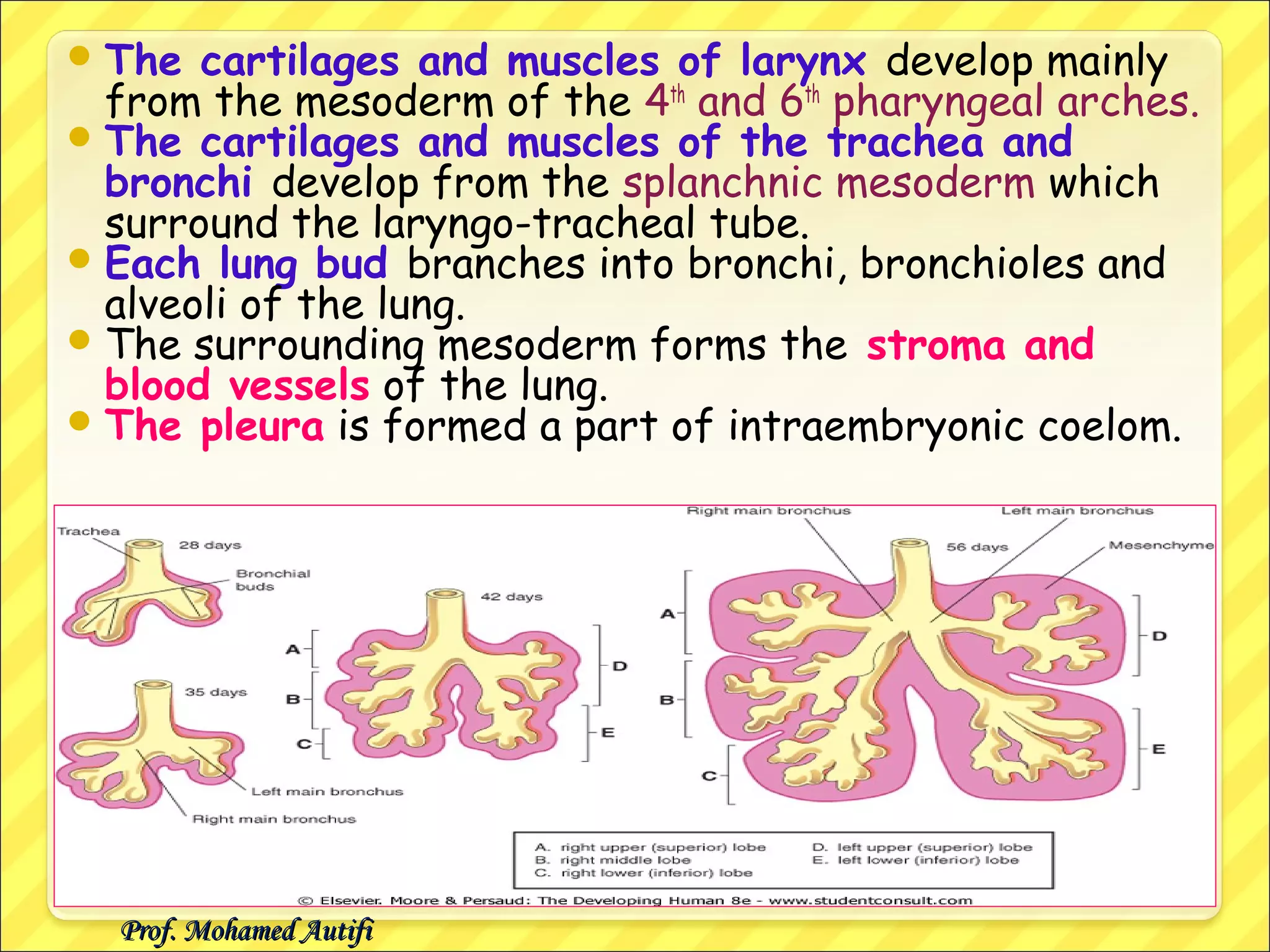 Development of respiratory system | PPT