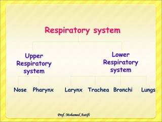 Development of respiratory system | PPT