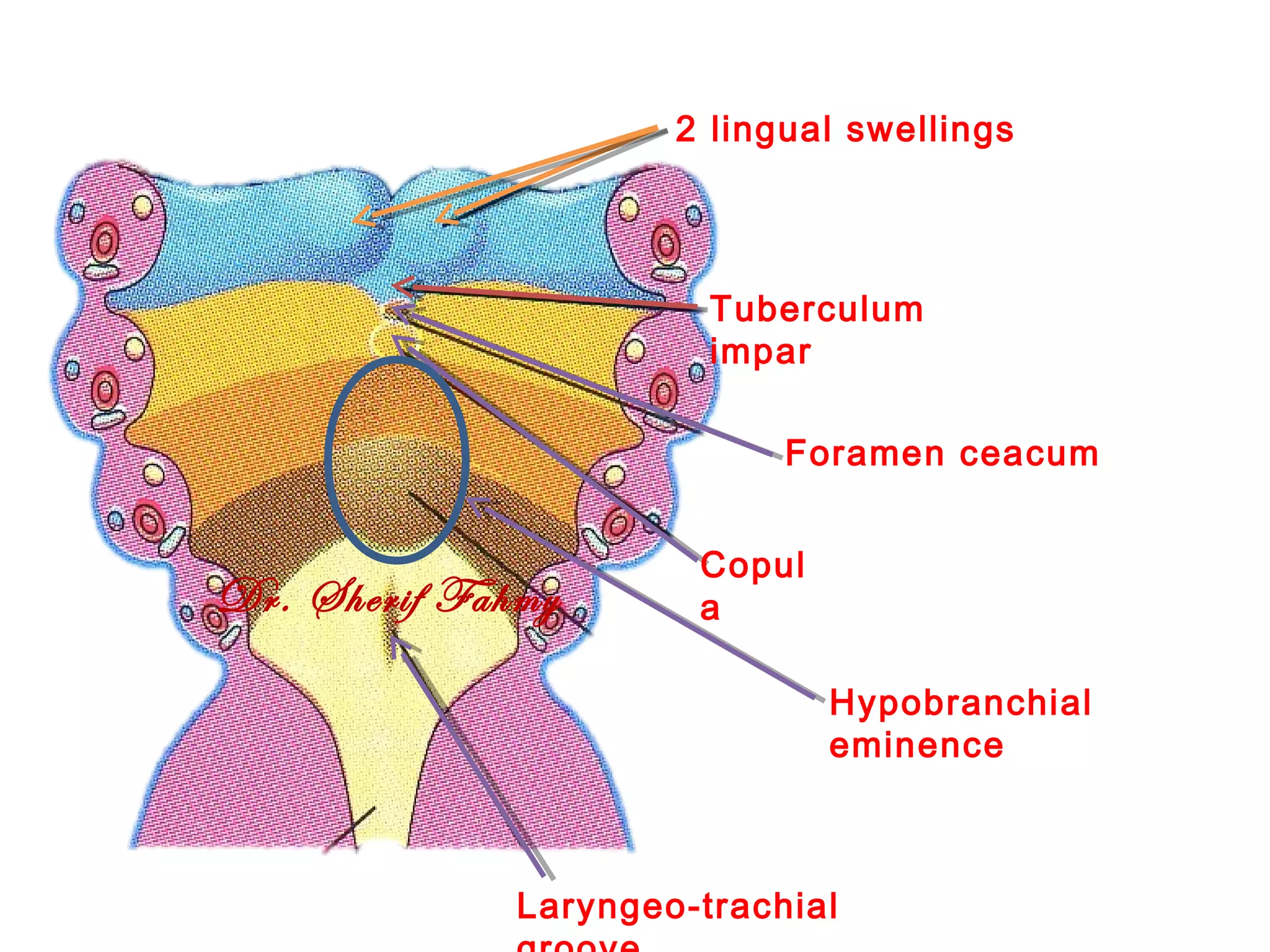 Development of Respiratory System (Special Embryology) | PPS
