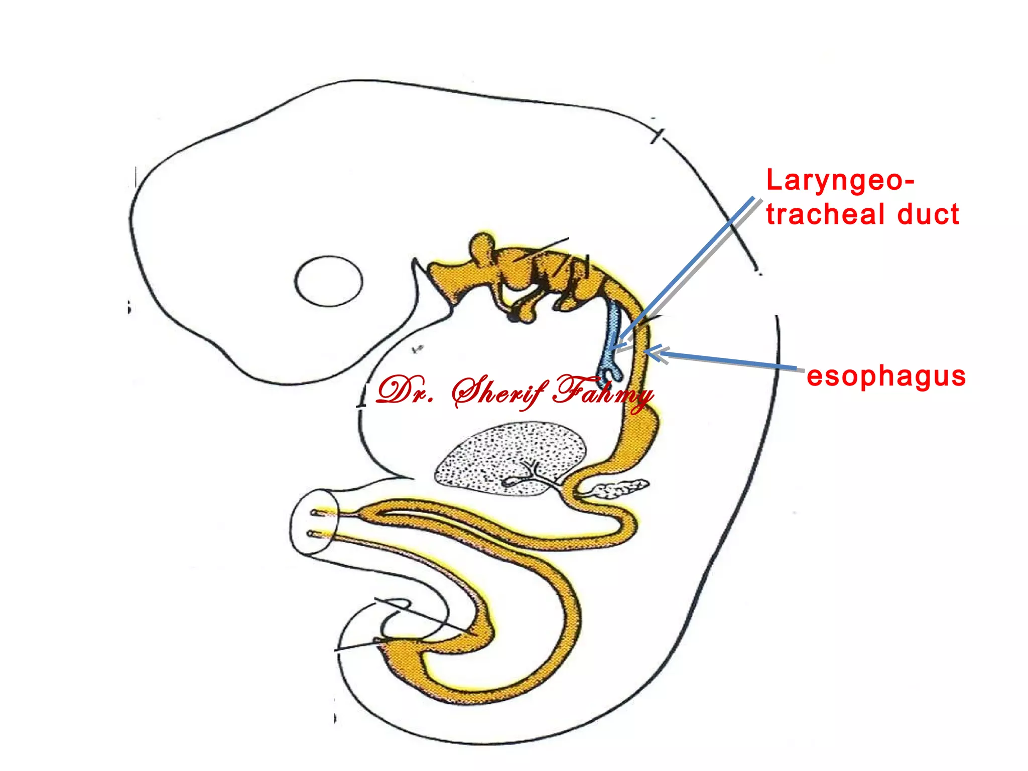Development of Respiratory System (Special Embryology) | PPS